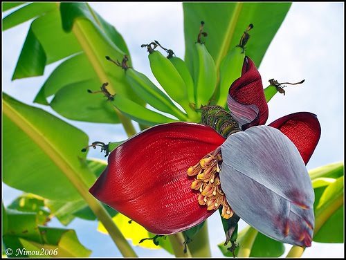 Musa paradisiaca: Familia Musaceae